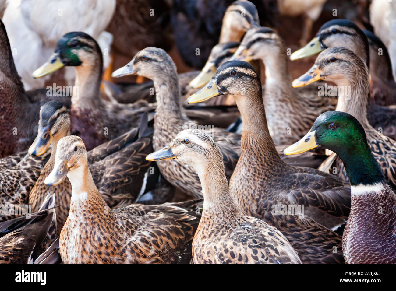 Mixed wild duck farm in a village in Botswana Stock Photo - Alamy