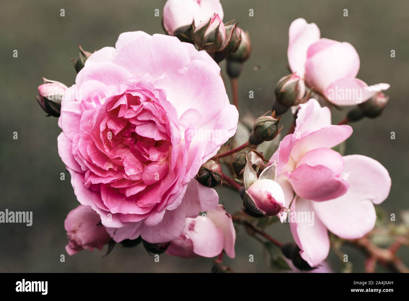 Beautiful pink coral roses flowers in garden close up. Tinted effect ...