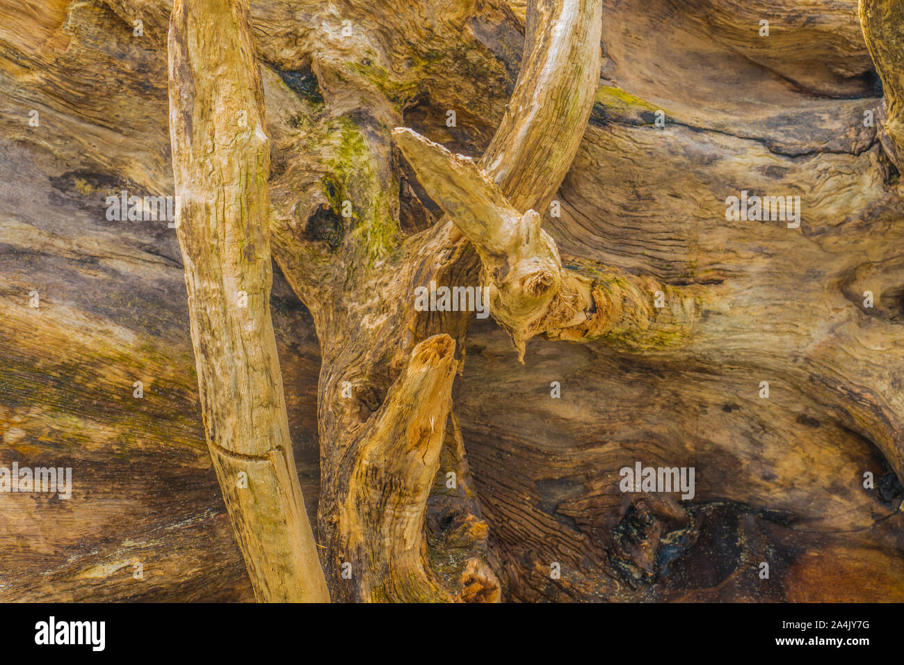 Texture of the trunk of a tree with branches Stock Photo - Alamy