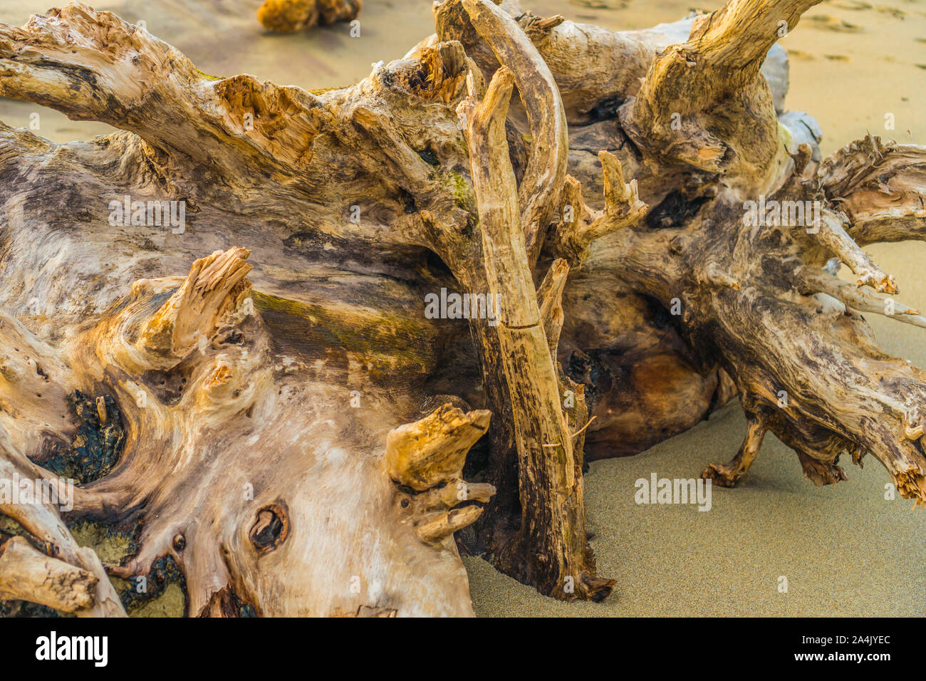 Tree stump and feature hi-res stock photography and images - Alamy