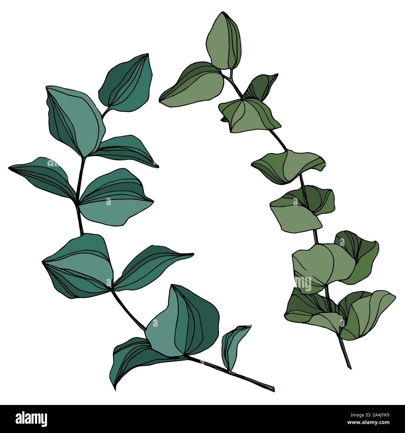 Vector Eucalyptus tree leaves. Black and white engraved ink art ...