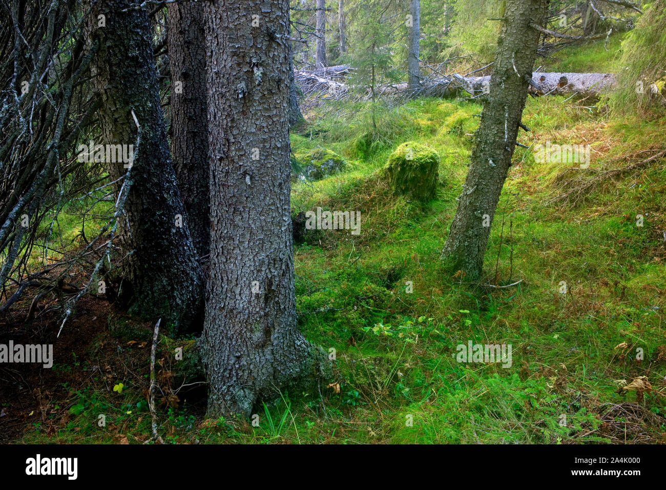 Virgin forest hi-res stock photography and images - Alamy