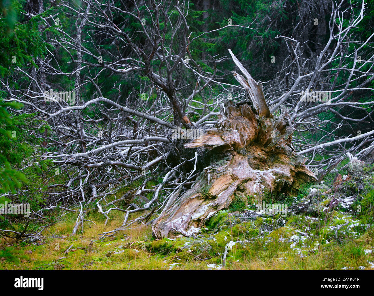 Tree in the virgin forest hi-res stock photography and images - Alamy