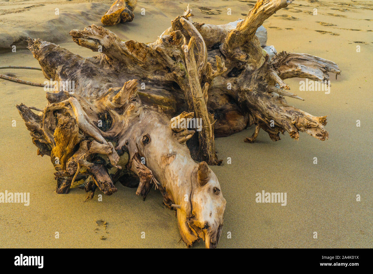 Lumber transported on the sand of the beach Stock Photo - Alamy