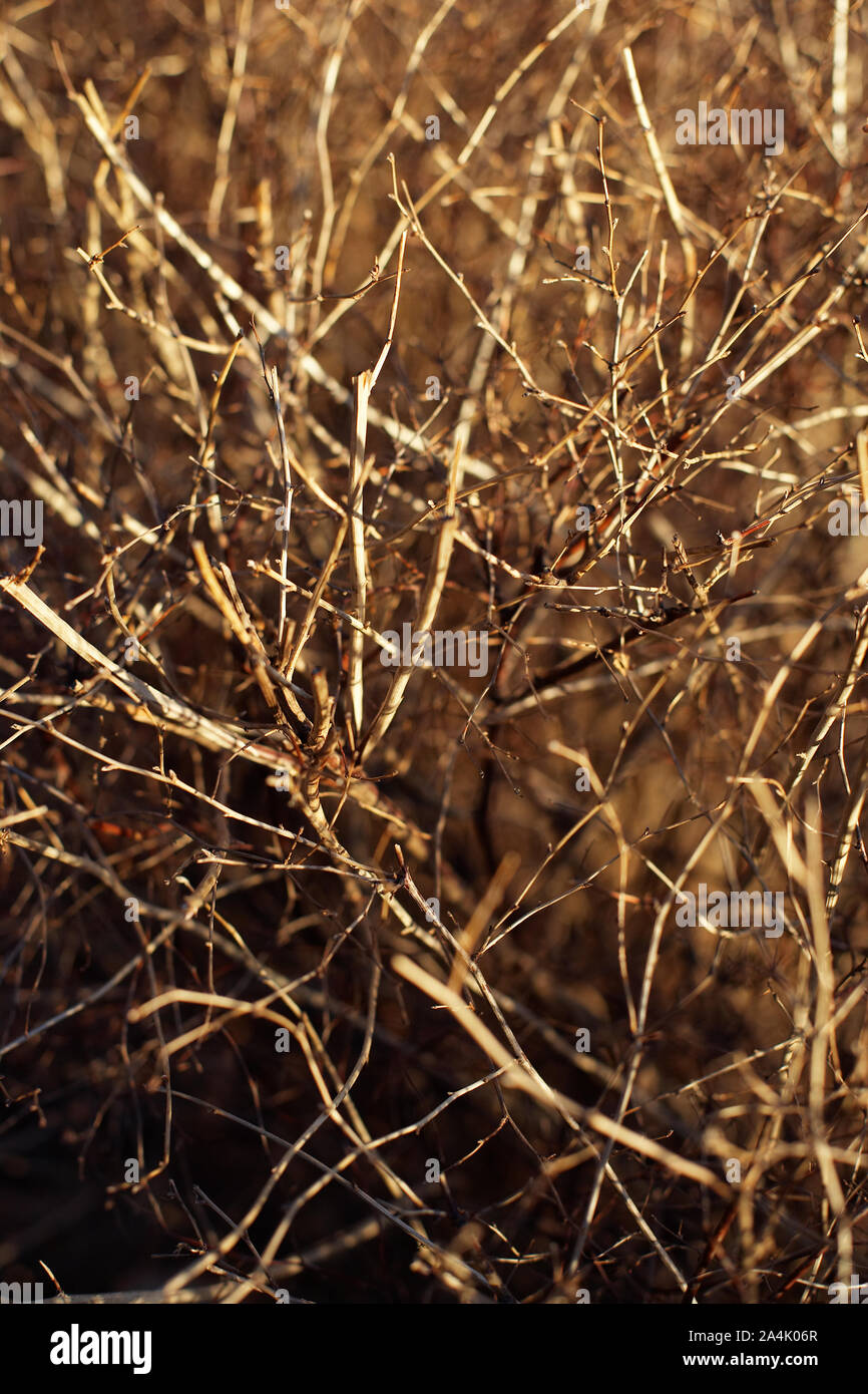 Branches details hi-res stock photography and images - Alamy