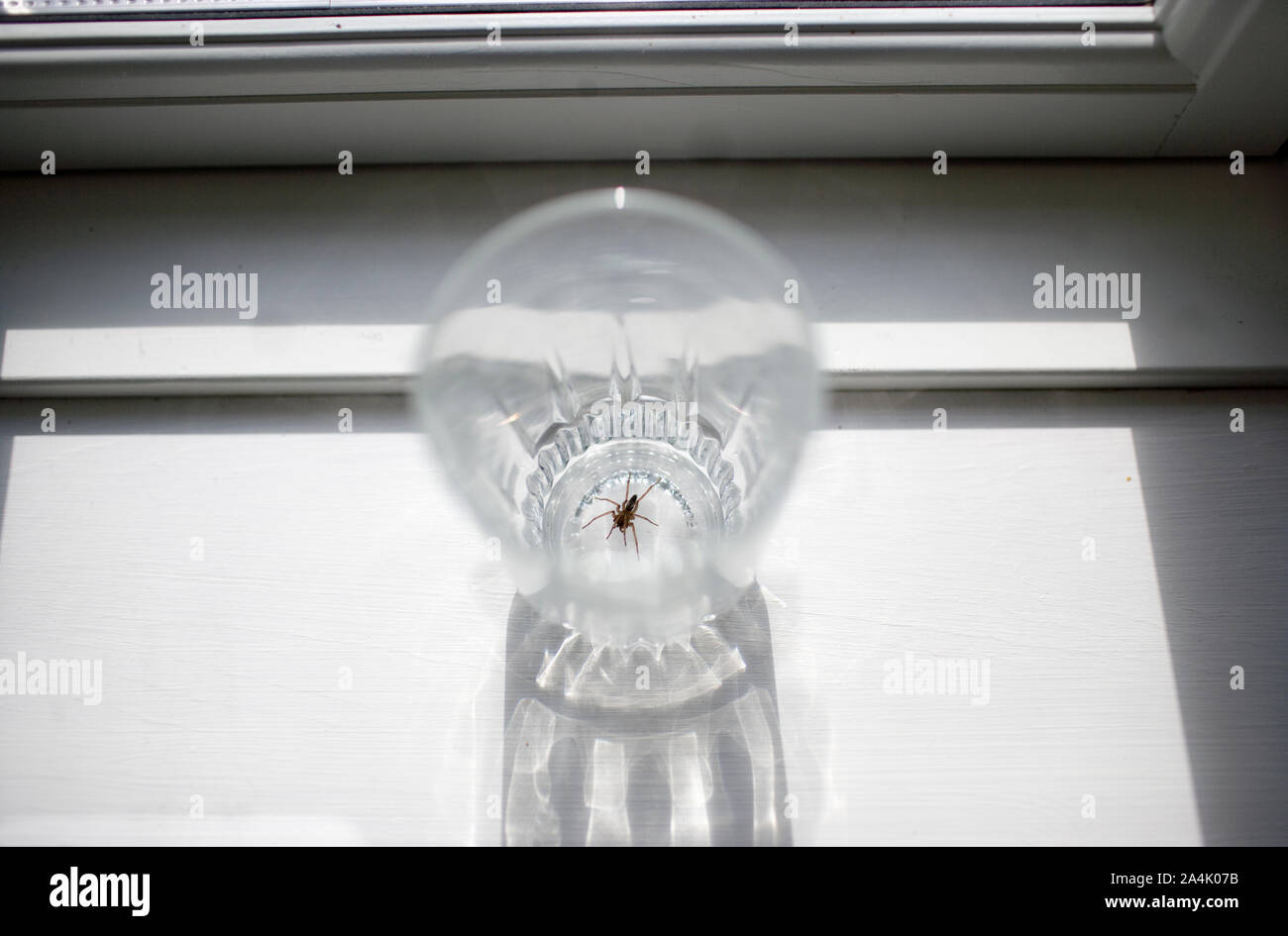 Spider in glass Stock Photo - Alamy