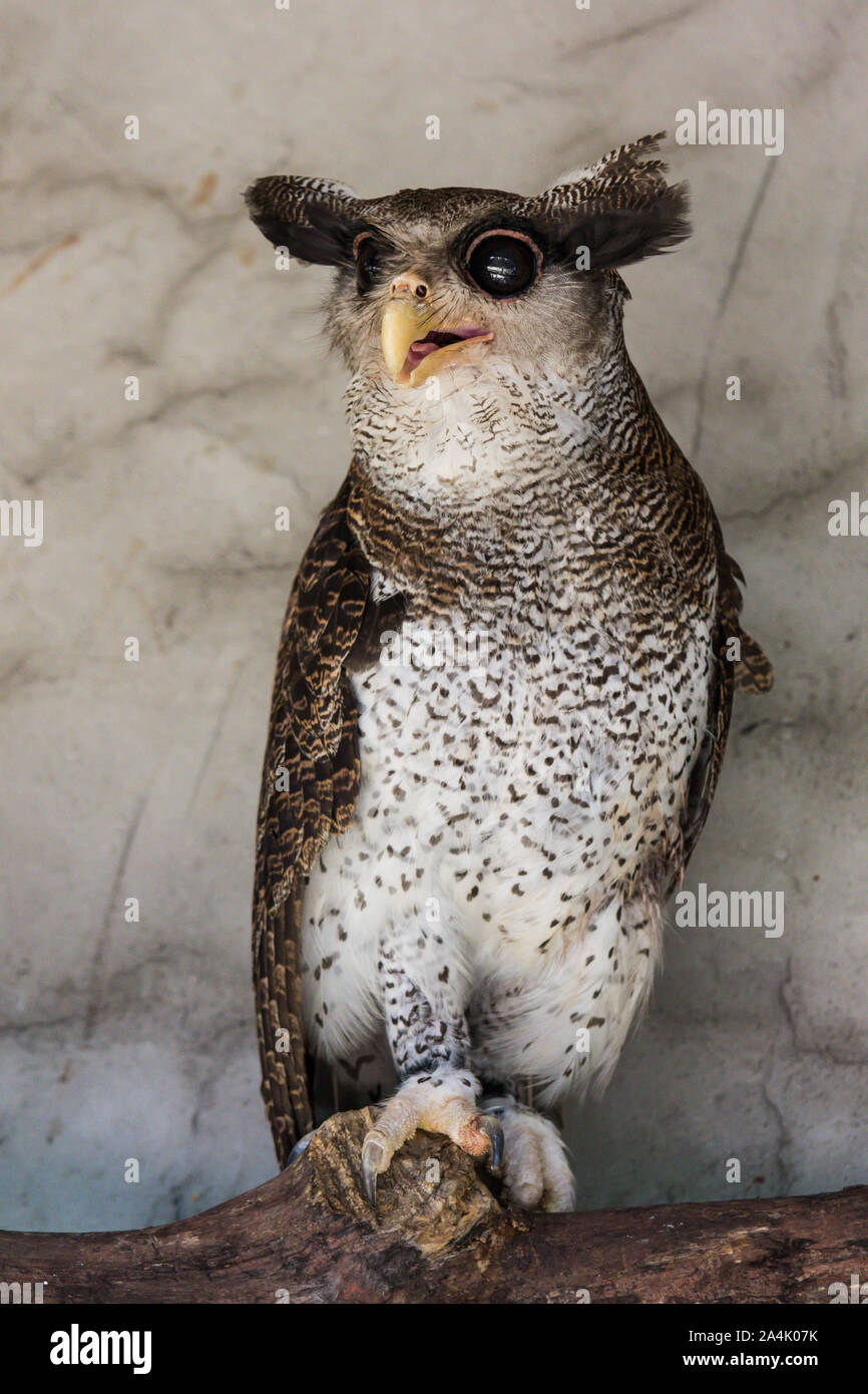 Suspicious eagle hi-res stock photography and images - Alamy