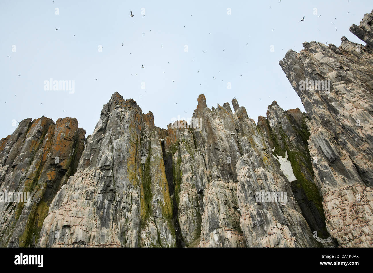 Bird cliff, nesting cliff in Hinlopen, Spitsbergen /Svalbard Stock ...