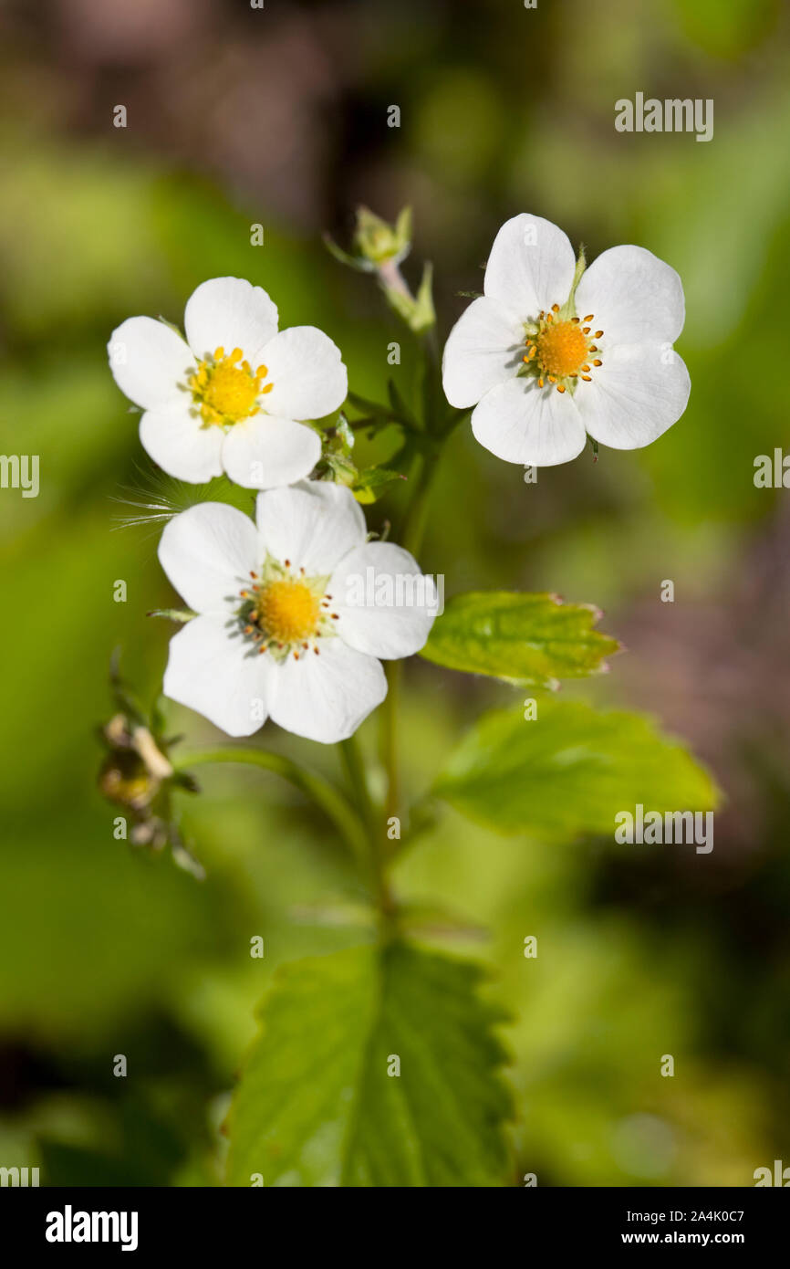 Wild strawberries flowers Stock Photo - Alamy