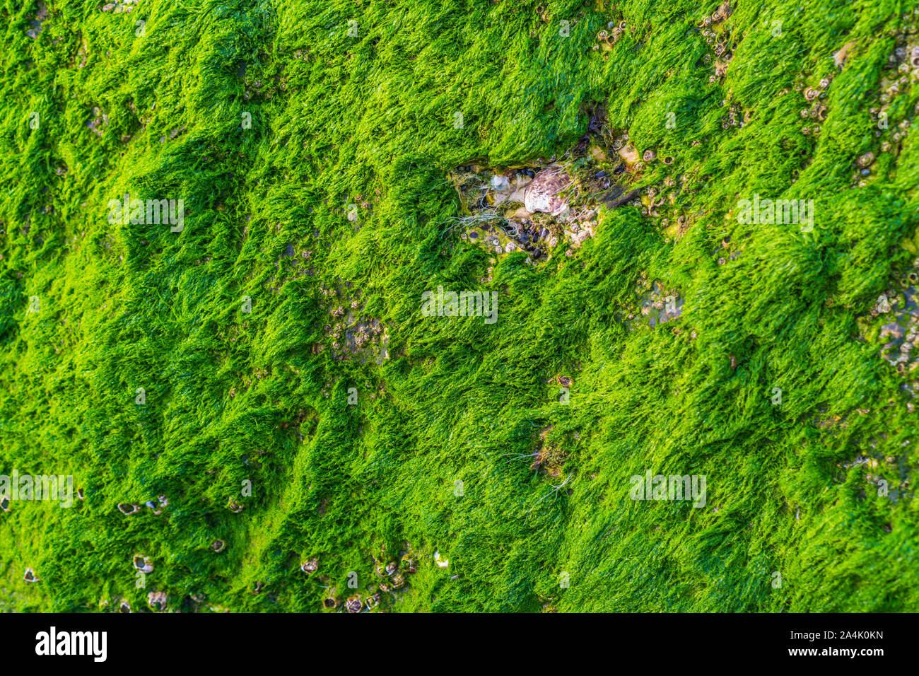 Texture of green moss on the rocks Stock Photo - Alamy
