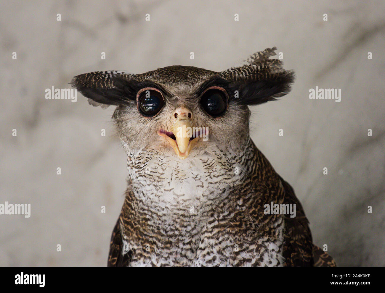 Suspicious eagle hi-res stock photography and images - Alamy