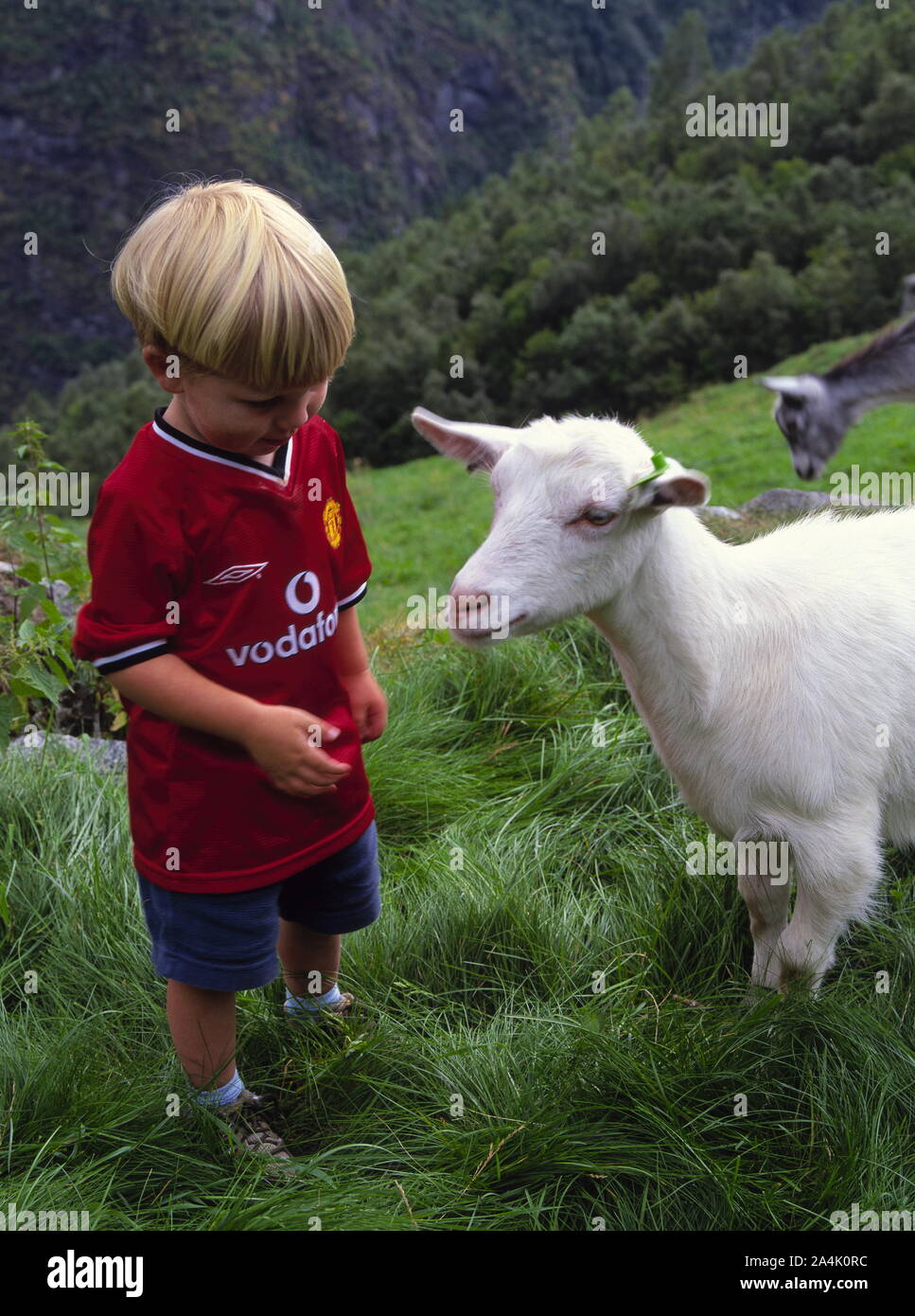 Boy and a goat in Norway Stock Photo - Alamy