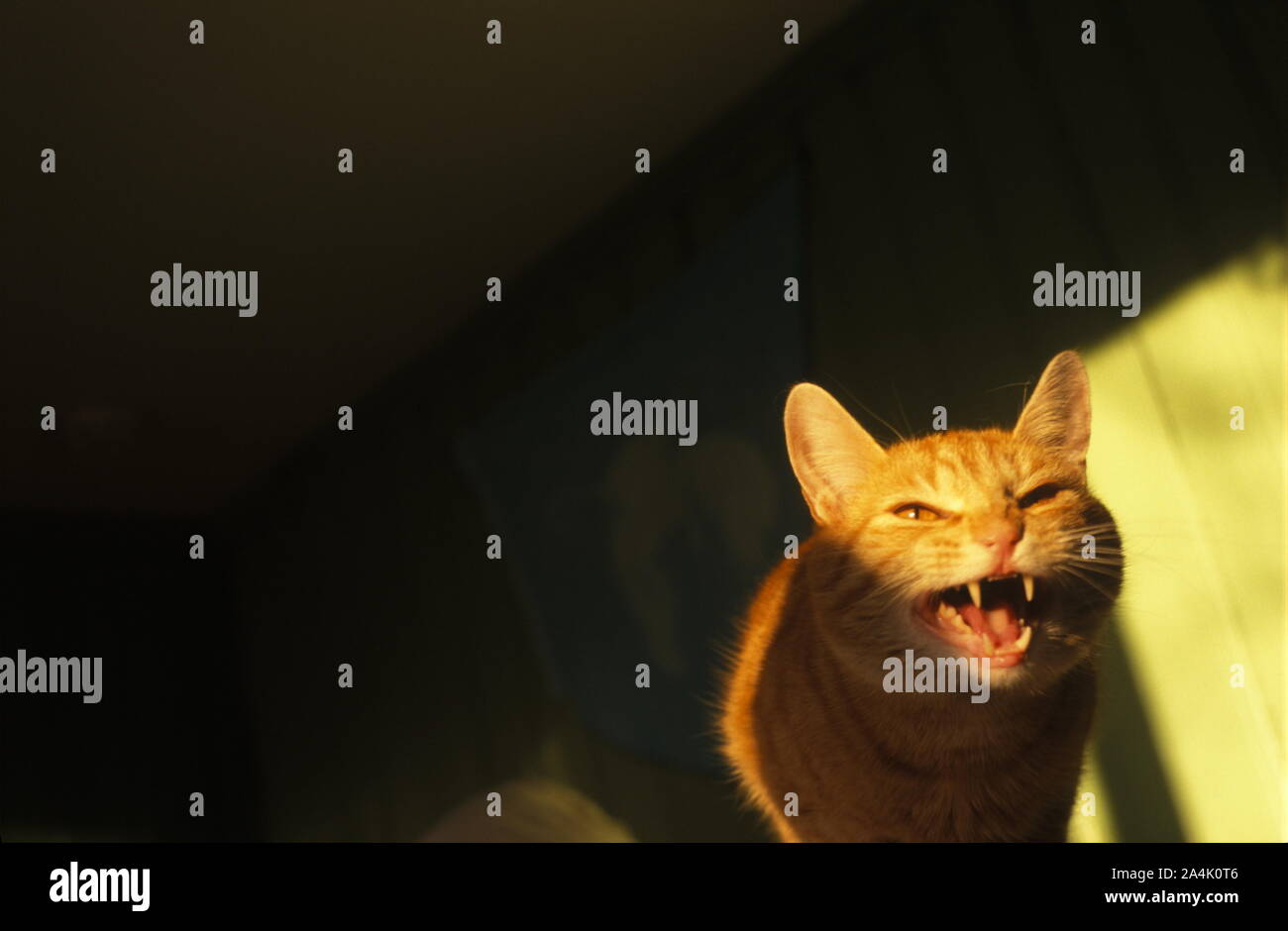 Scared cat - scary cat screaming Stock Photo - Alamy