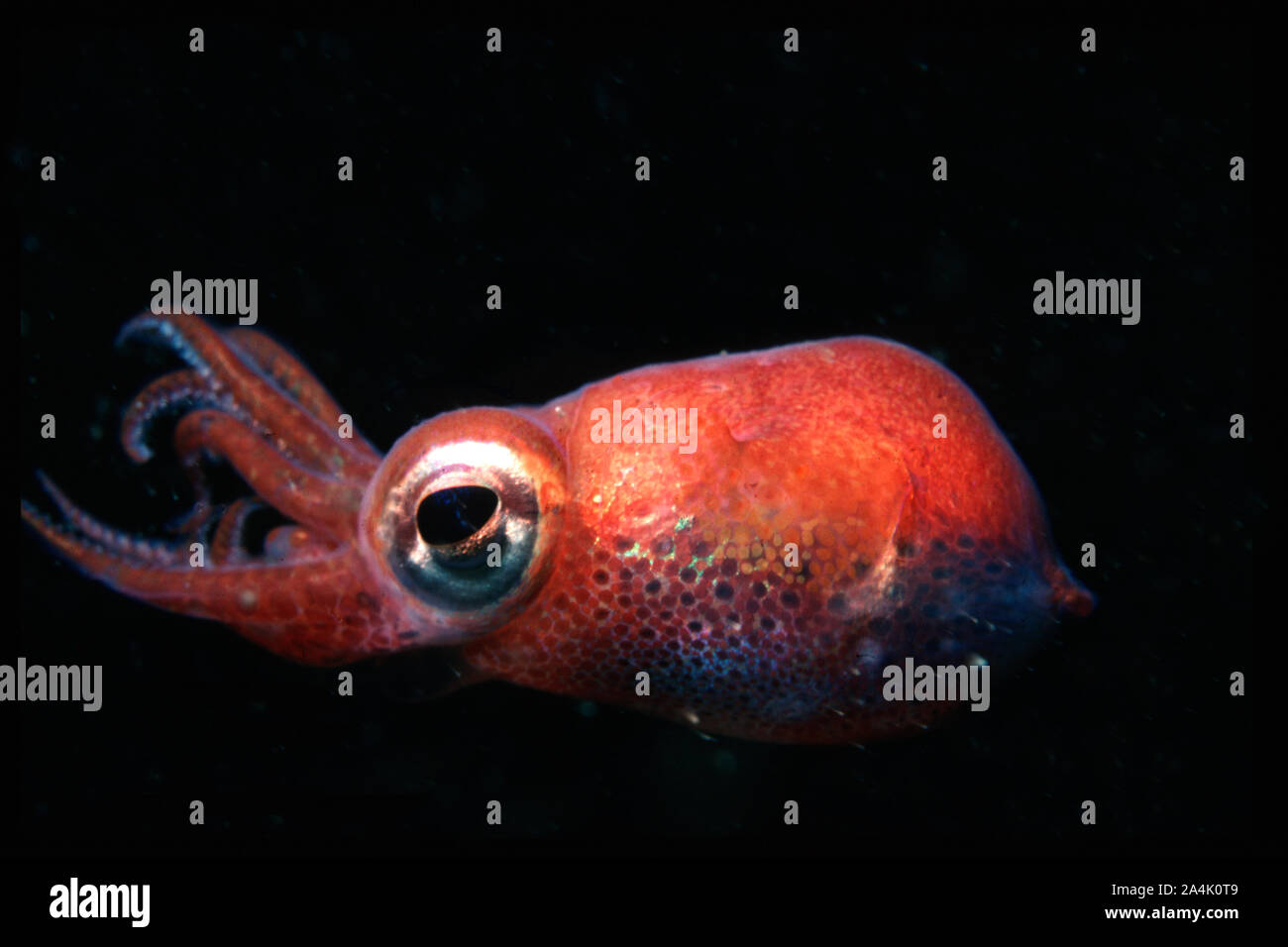 Sepiola atlantica hi-res stock photography and images - Alamy