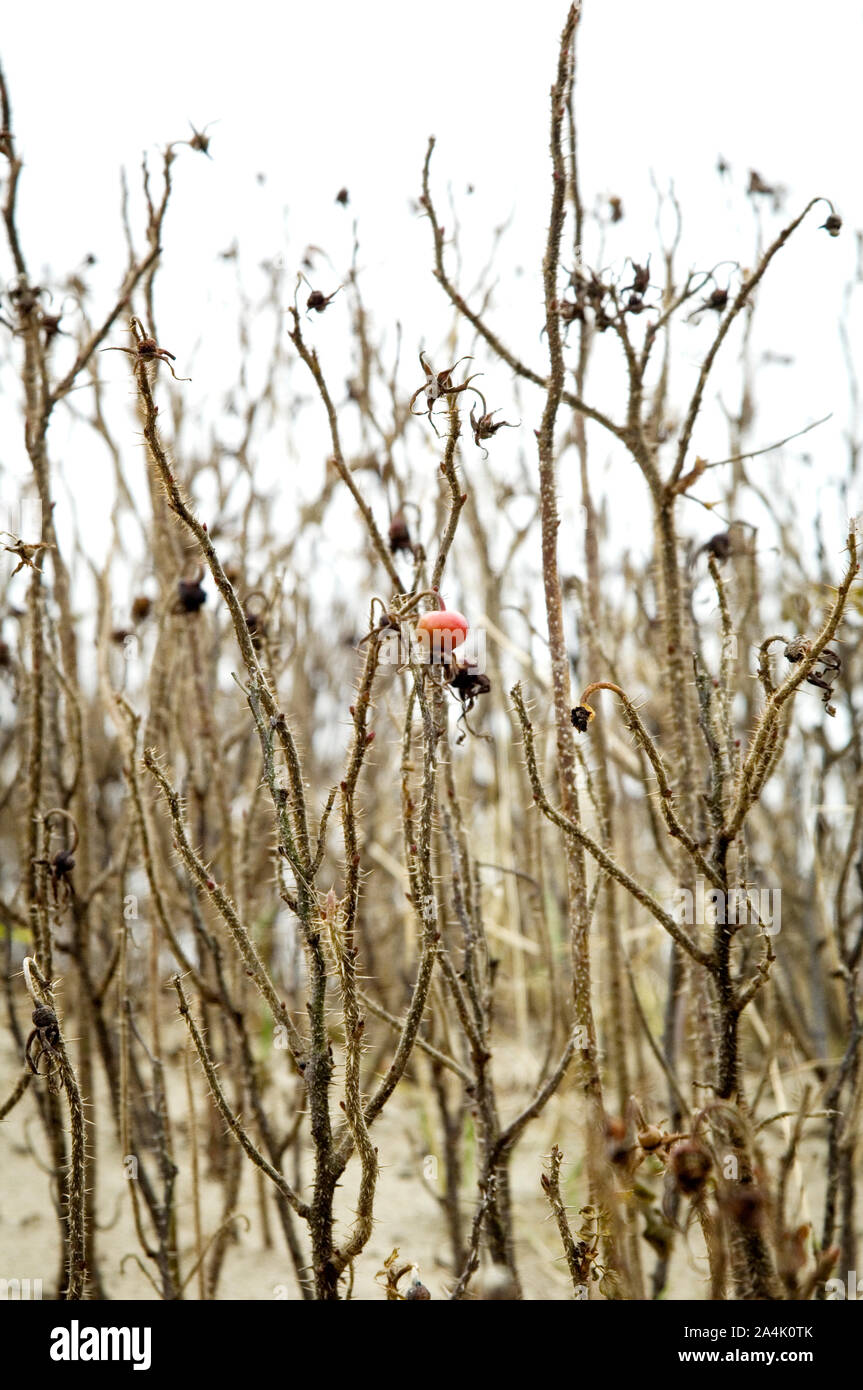 Sand and bushes hi-res stock photography and images - Alamy