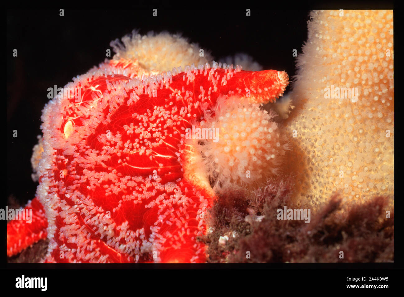 Cushion Stars - Porania pulvillus Stock Photo - Alamy