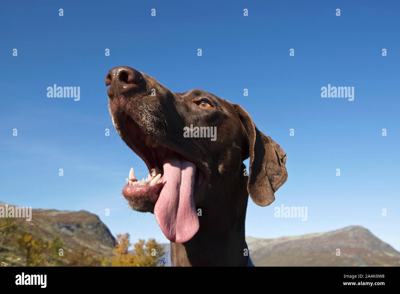 Portrait of hunting dog Stock Photo - Alamy