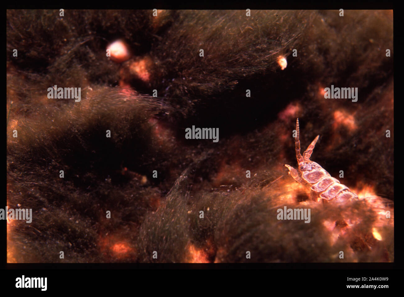 Amphiode - Isopoda Isopode Stock Photo - Alamy