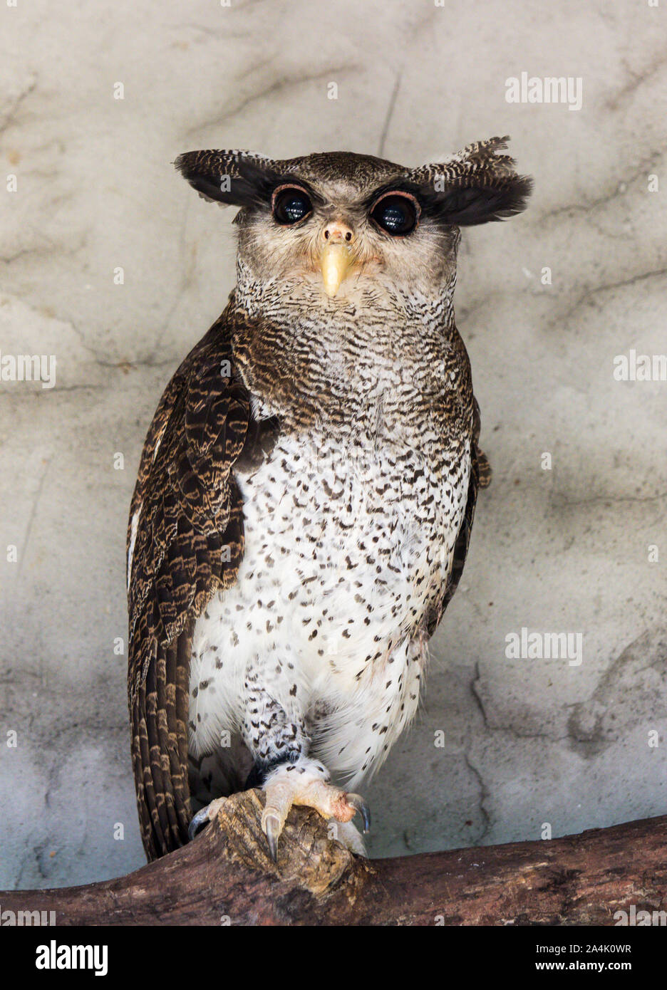 Suspicious eagle hi-res stock photography and images - Alamy