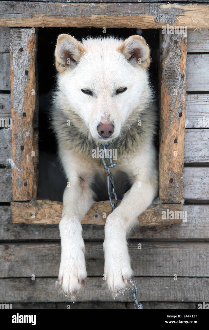 Polar dog in a doghouse at Svalbard Stock Photo - Alamy