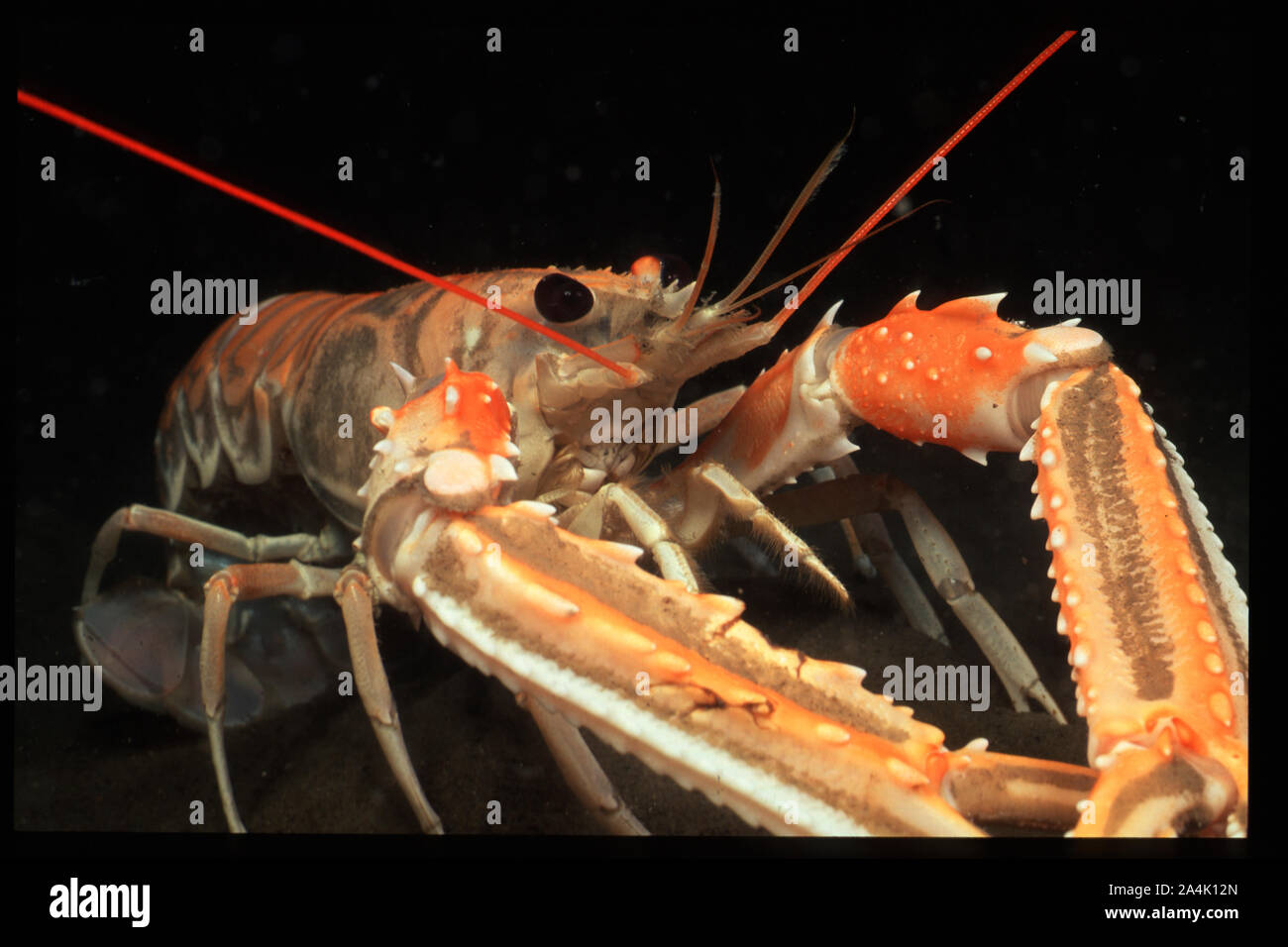 Nephrops norvegicus - lobster Stock Photo - Alamy
