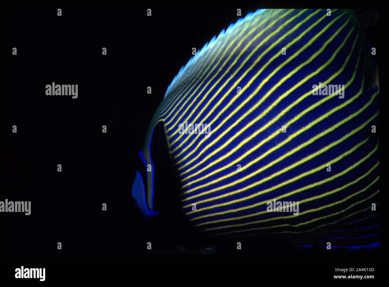 Fish stripes hi-res stock photography and images - Alamy