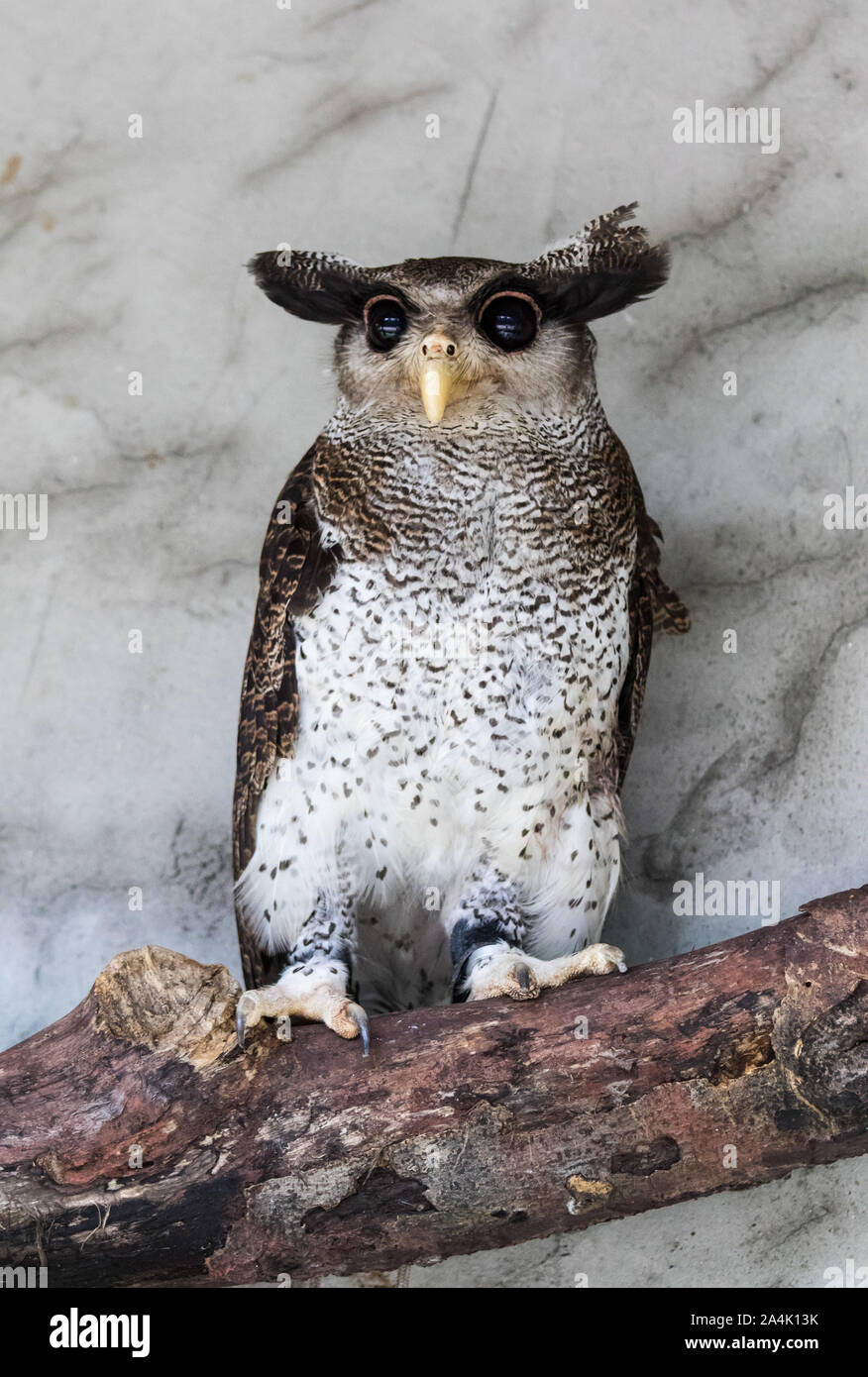 Suspicious eagle hi-res stock photography and images - Alamy