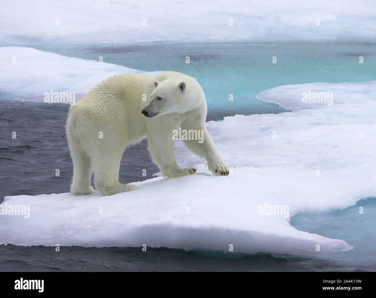 Spitsbergen Svalbard - polar bear looking back Stock Photo - Alamy