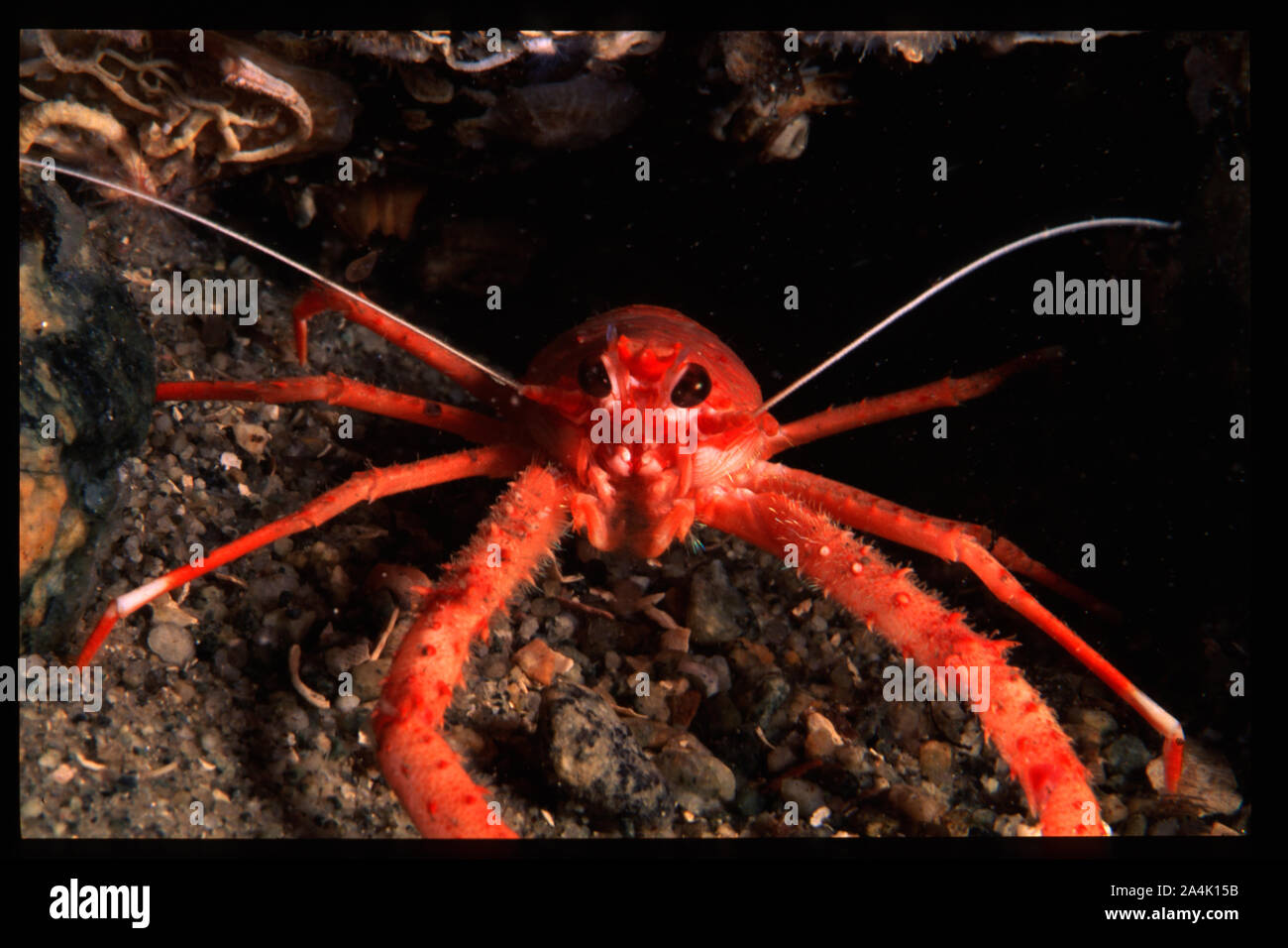 Munida rugosa hi-res stock photography and images - Alamy