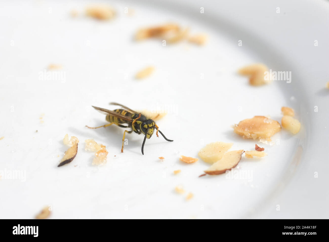Insects on plate hi-res stock photography and images - Alamy