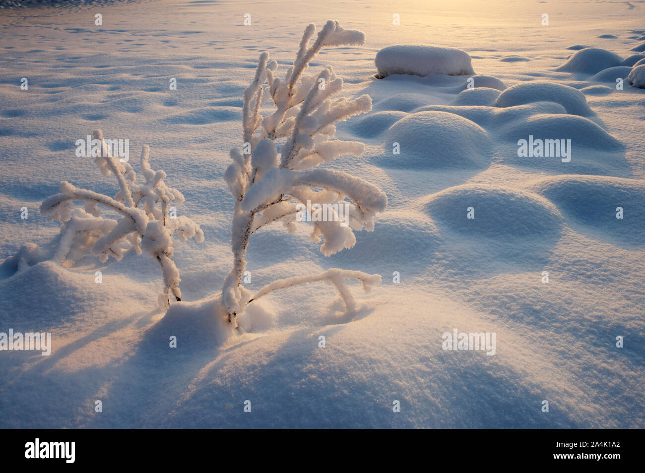 Snow bushes in winter hi-res stock photography and images - Alamy