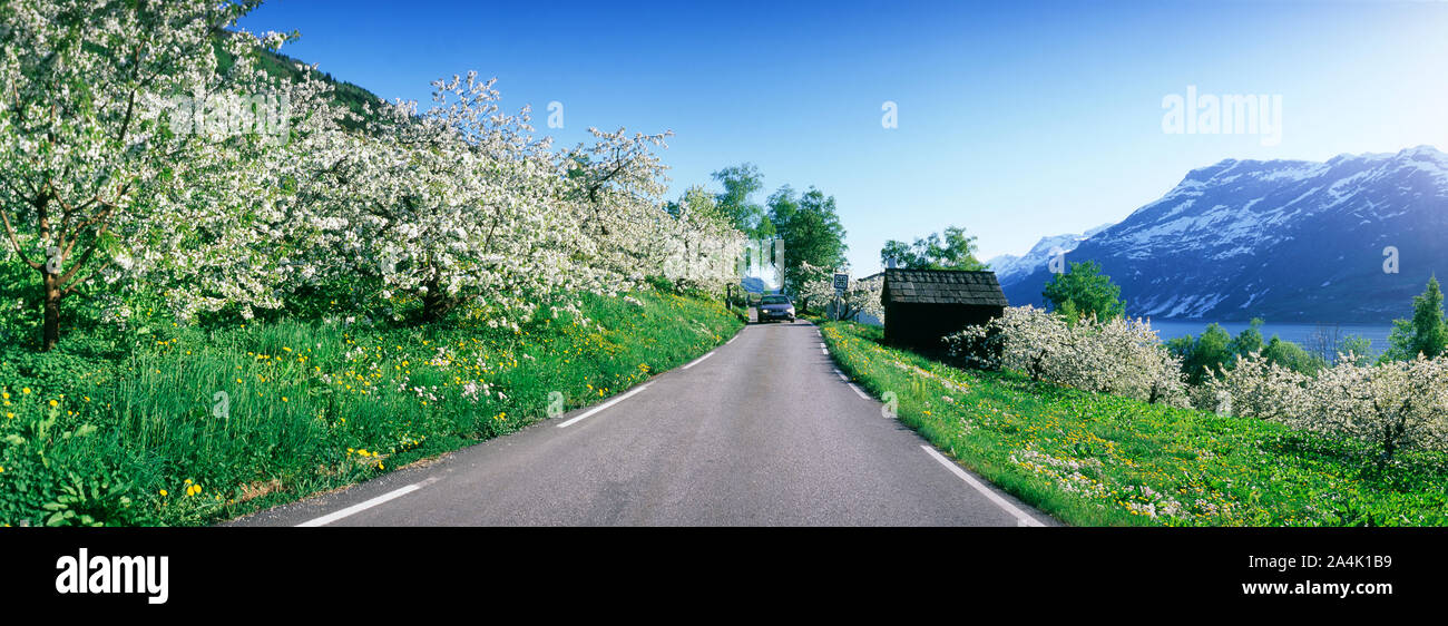 Blooming/flowering fruit trees in Lofthus, Hardanger, - part of the ...