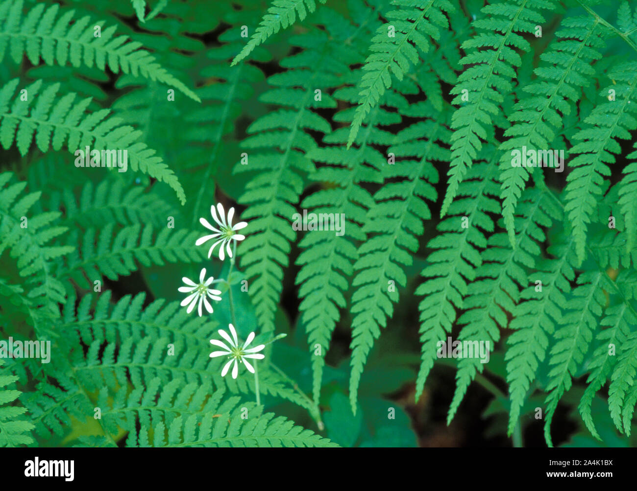 Ferns form hi-res stock photography and images - Alamy