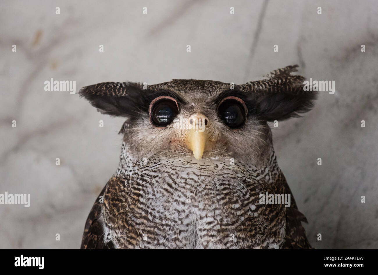 Portrait of angry frightened barred eagle-owl, also called the Malay ...