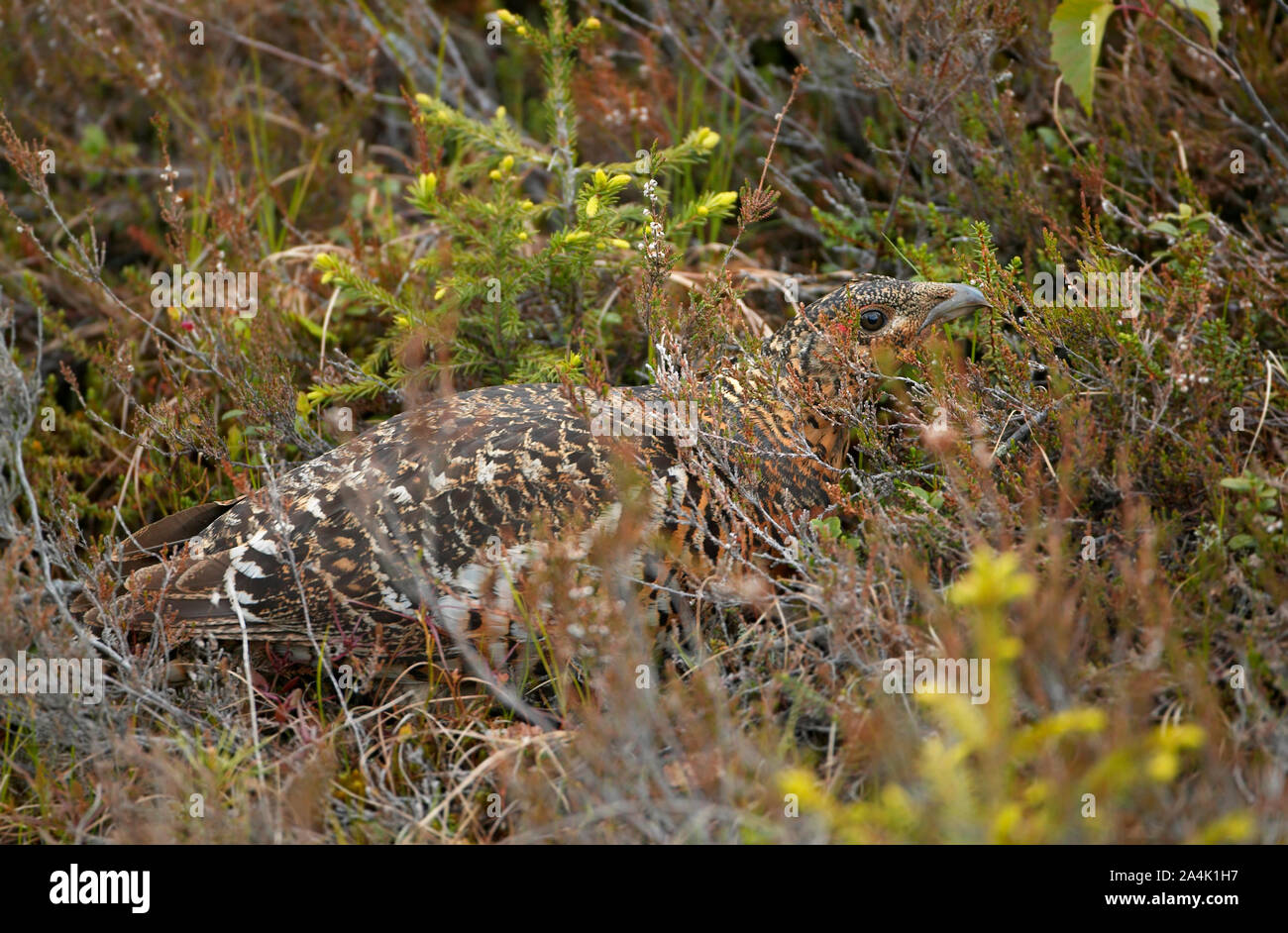 Capercaillie - wood grouse woodland bird tetrao - hiding in the ...