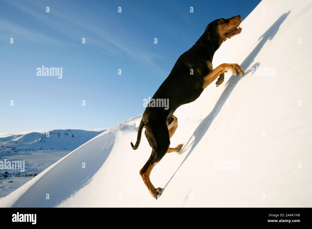 Dog climbing snowy hill Stock Photo - Alamy