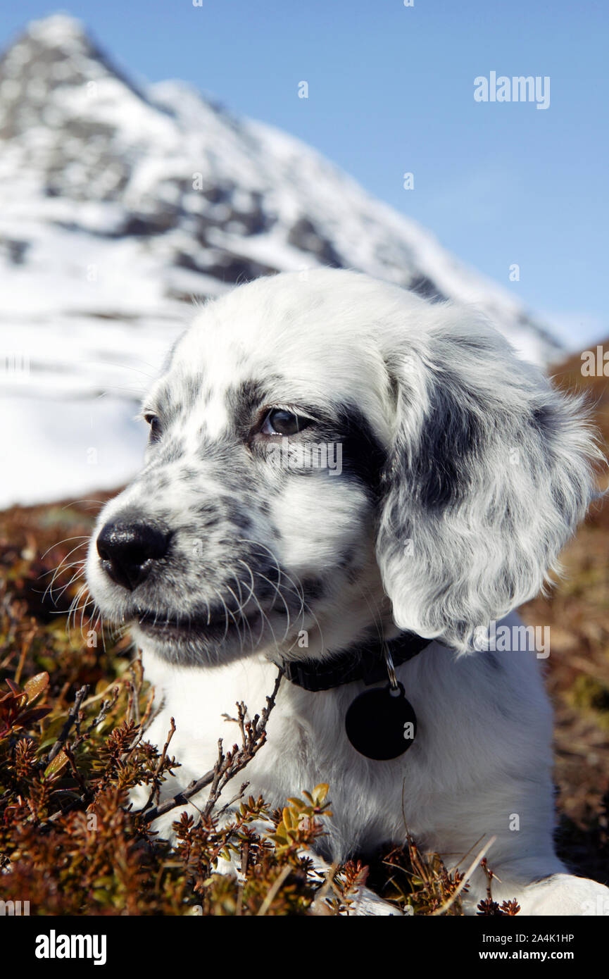 Setter portraits hi-res stock photography and images - Alamy