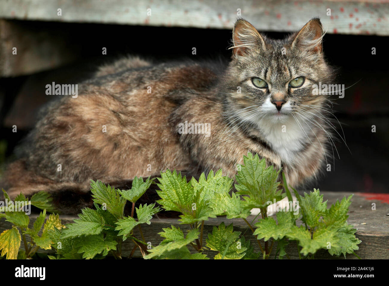Portraits of cats hi-res stock photography and images - Alamy