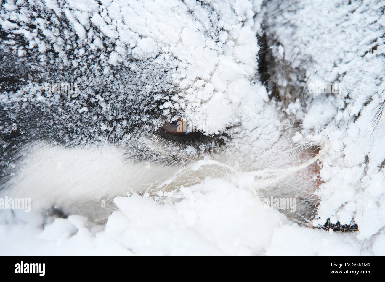 Husky details hi-res stock photography and images - Alamy