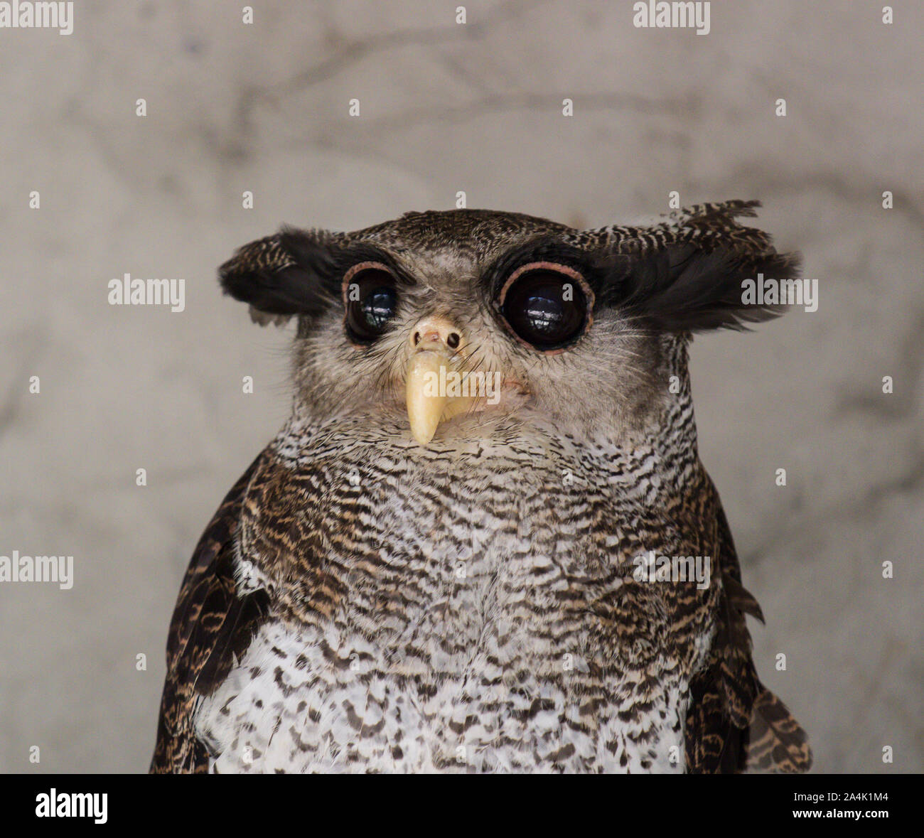 Portrait of angry frightened barred eagle-owl, also called the Malay ...