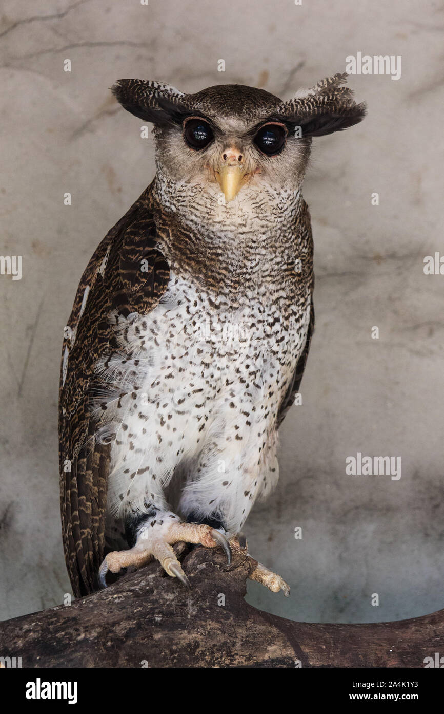 Portrait of angry frightened barred eagle-owl, also called the Malay ...