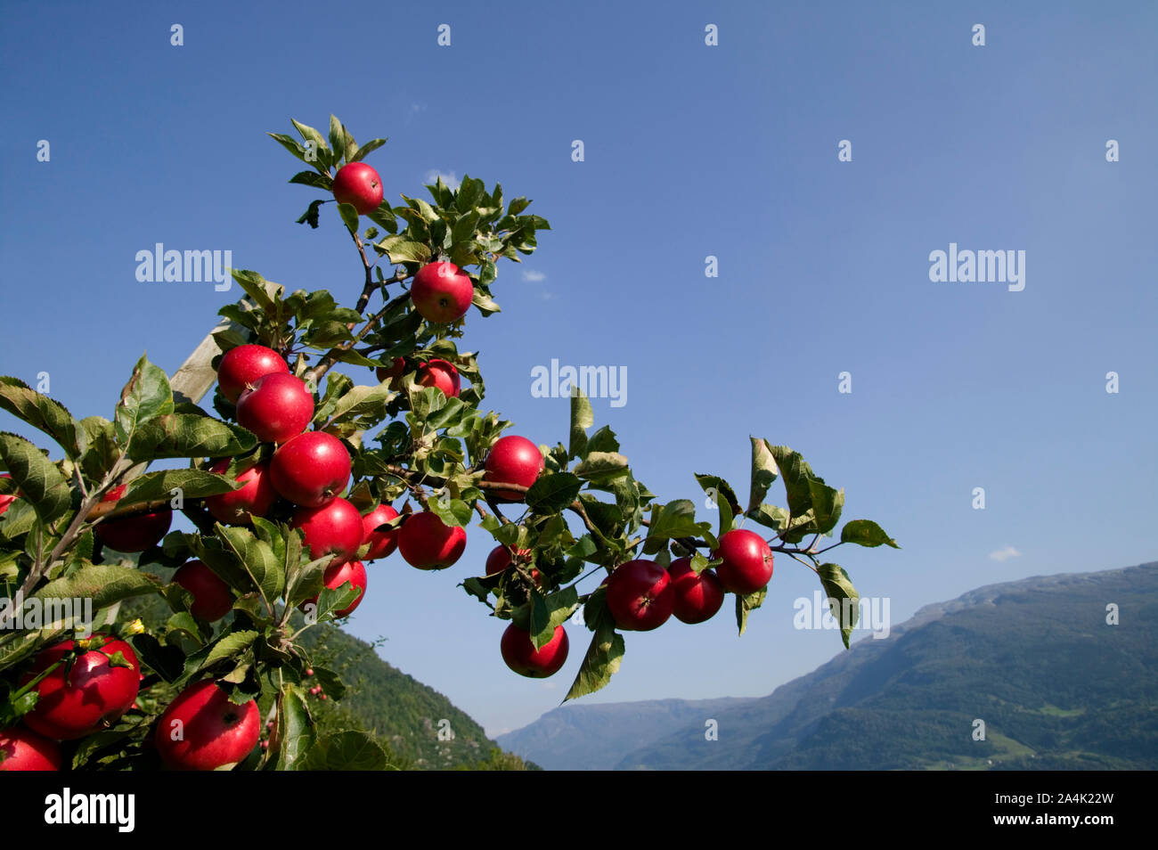 Apple trees in the Hardanger area Stock Photo - Alamy