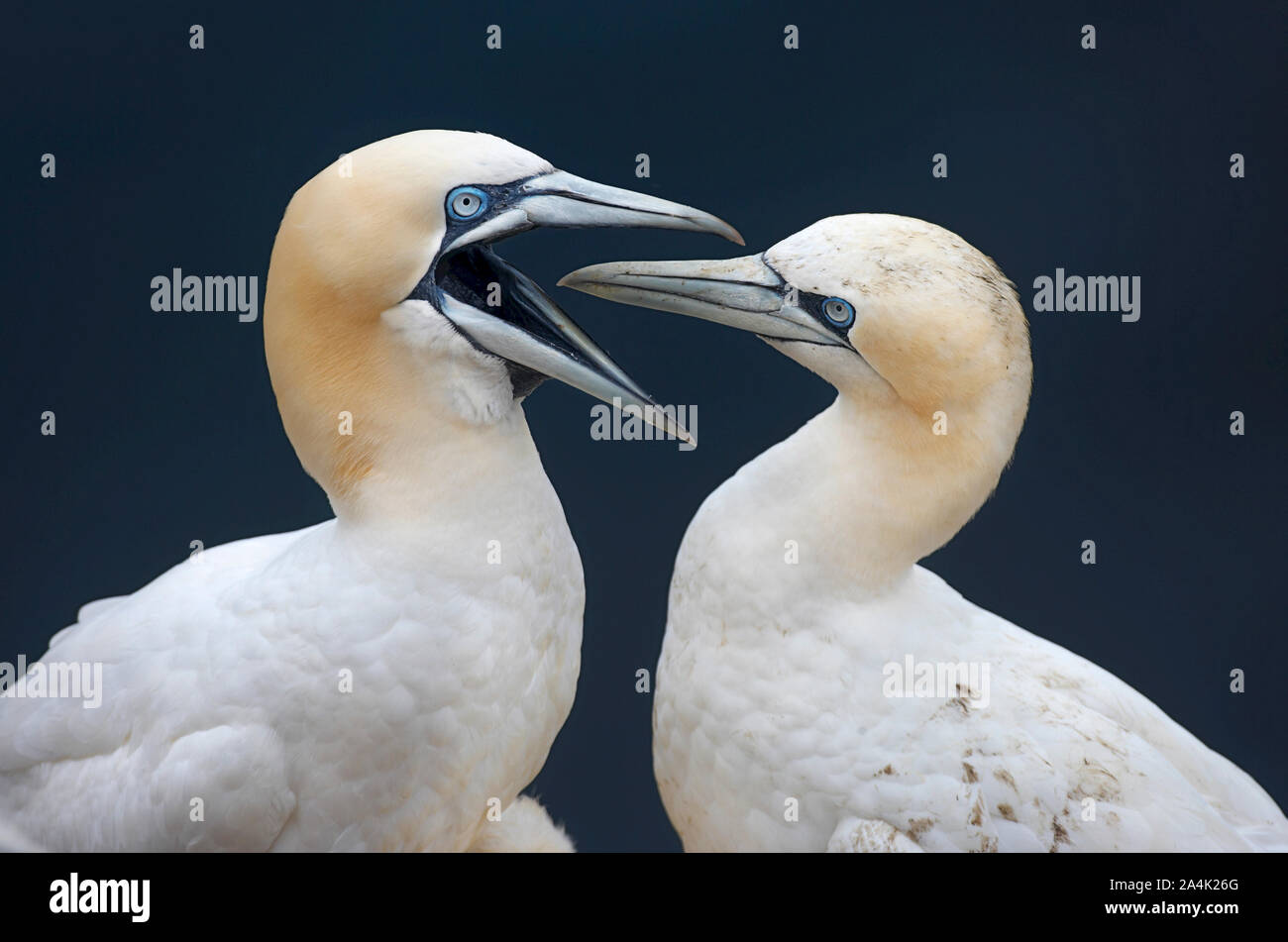 Gannets birds animals hi-res stock photography and images - Alamy