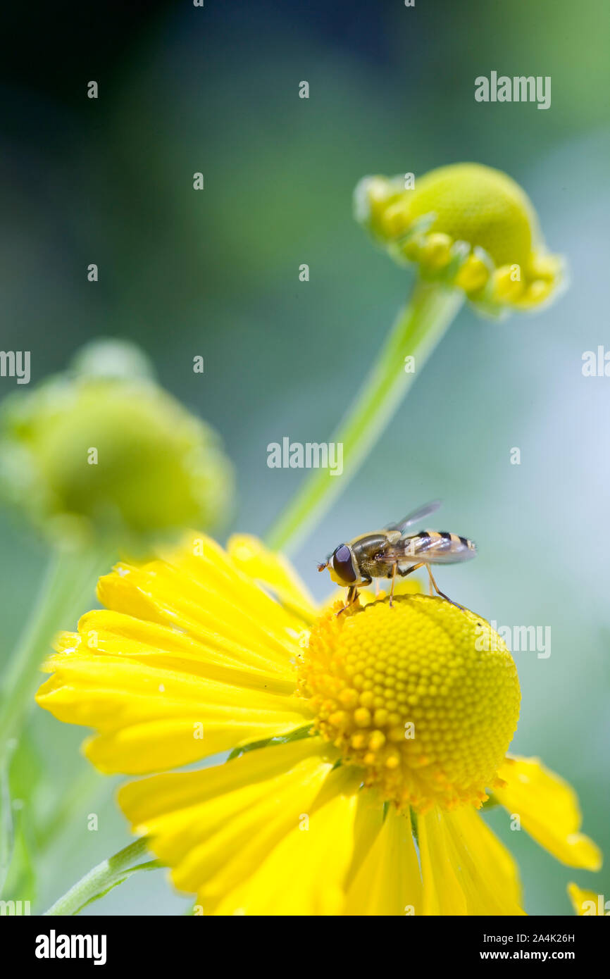 Bees form hi-res stock photography and images - Alamy