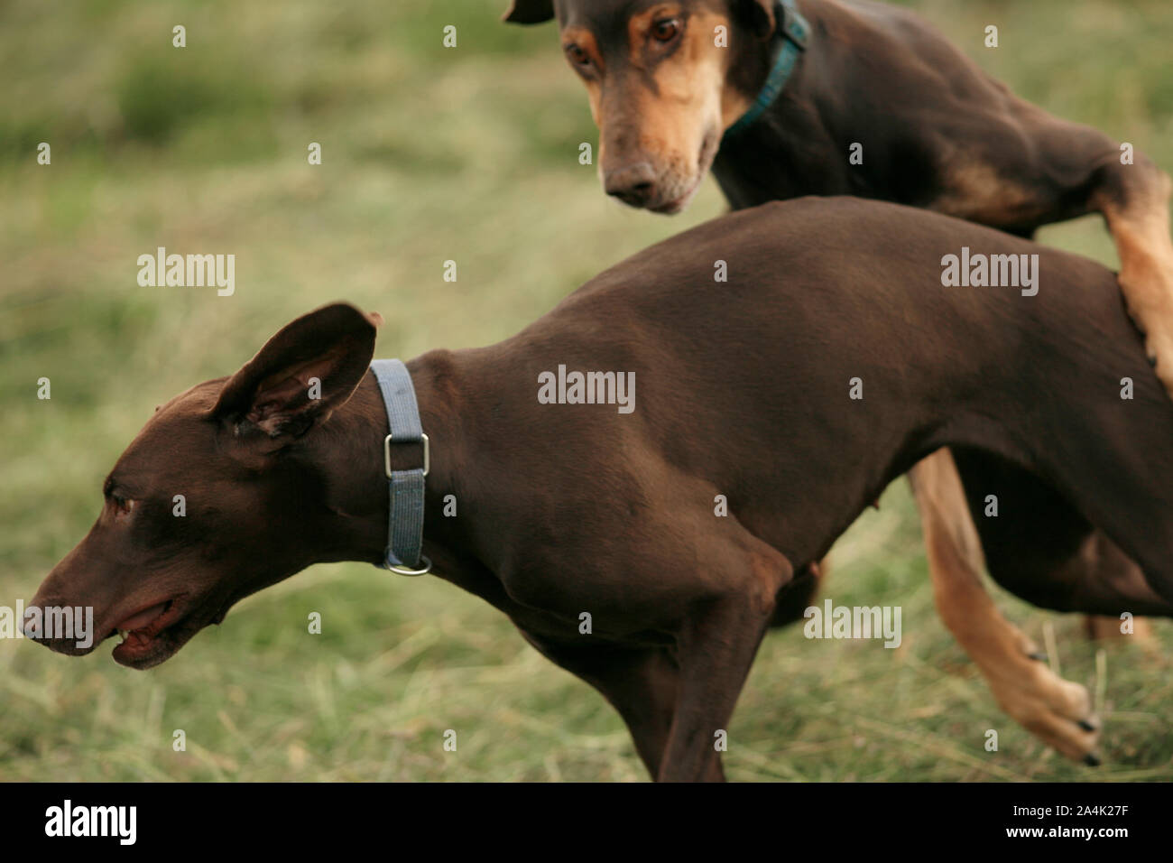 Parring hi-res stock photography and images - Alamy