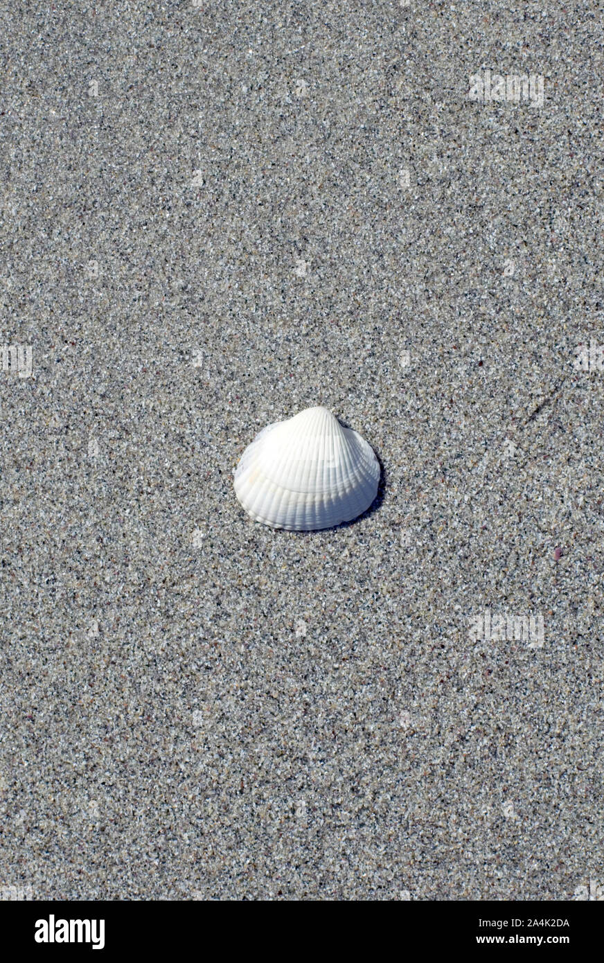 Shell on the beach Stock Photo - Alamy