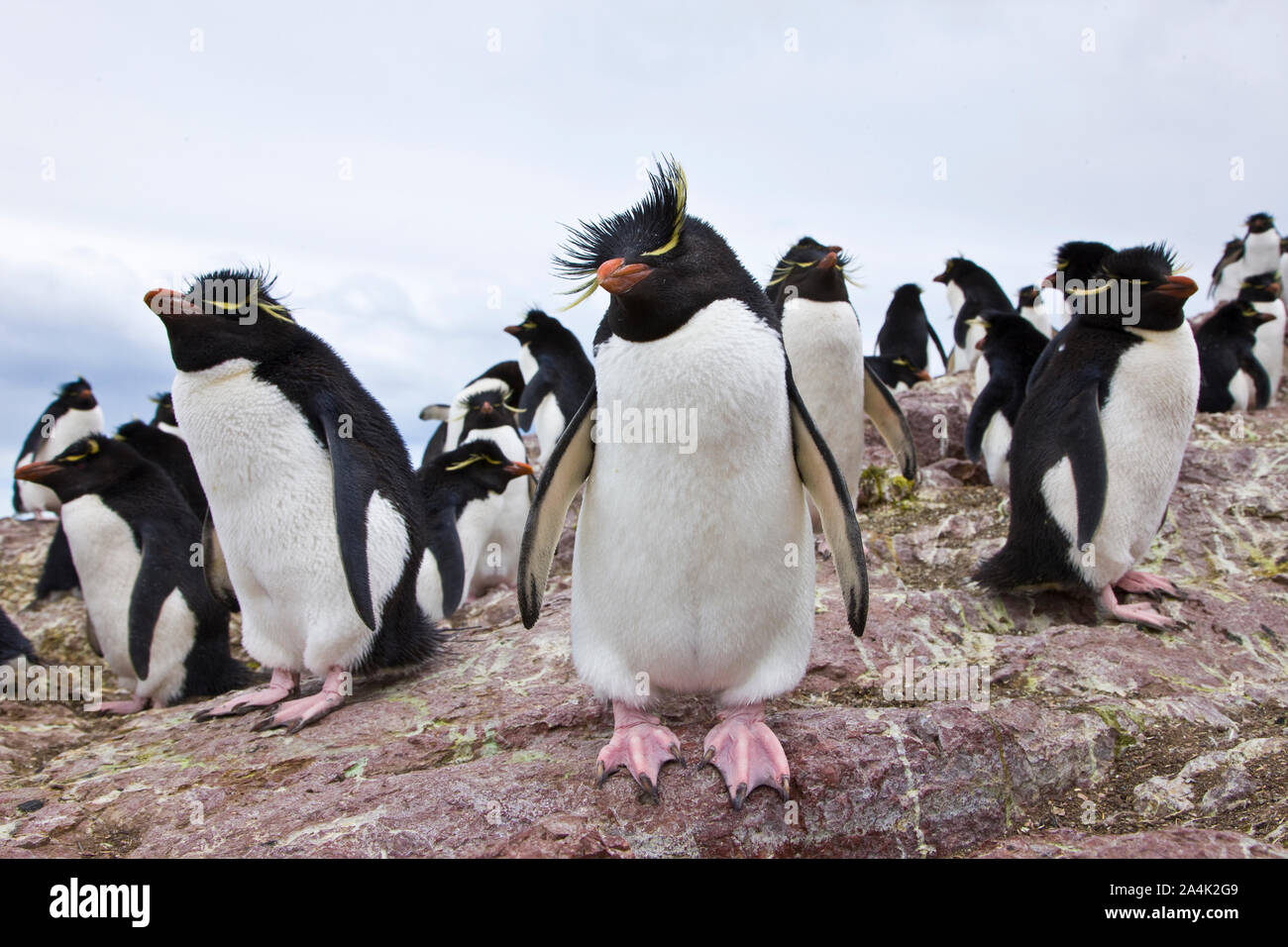 Pingüino De Penacho Amarillo Eudyptes Chrysocome Isla Pingüino