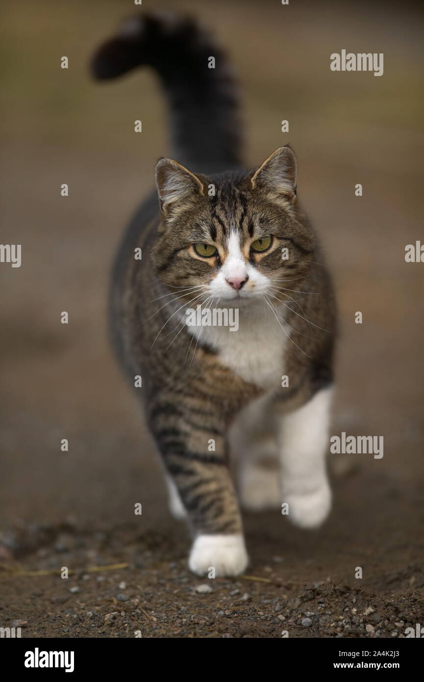 Impressive cat - tough cat Stock Photo - Alamy