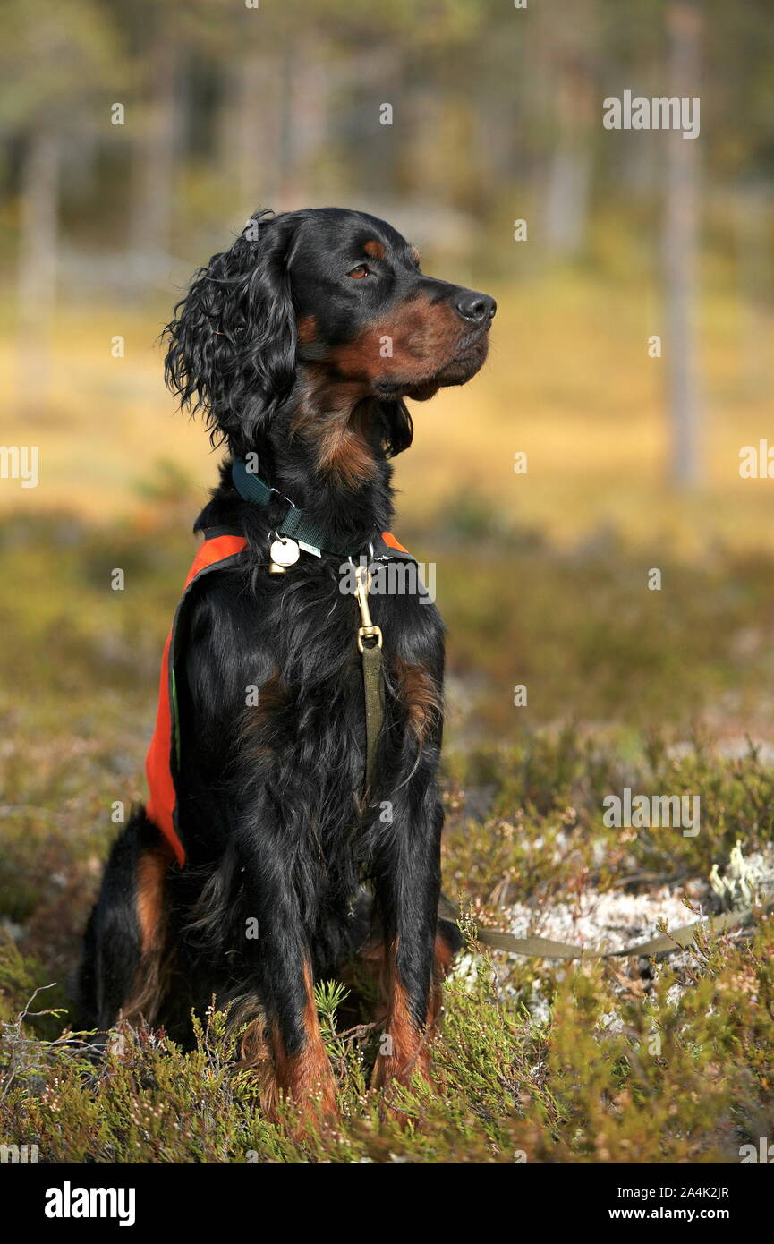 Resting hunting dogs hi-res stock photography and images - Alamy