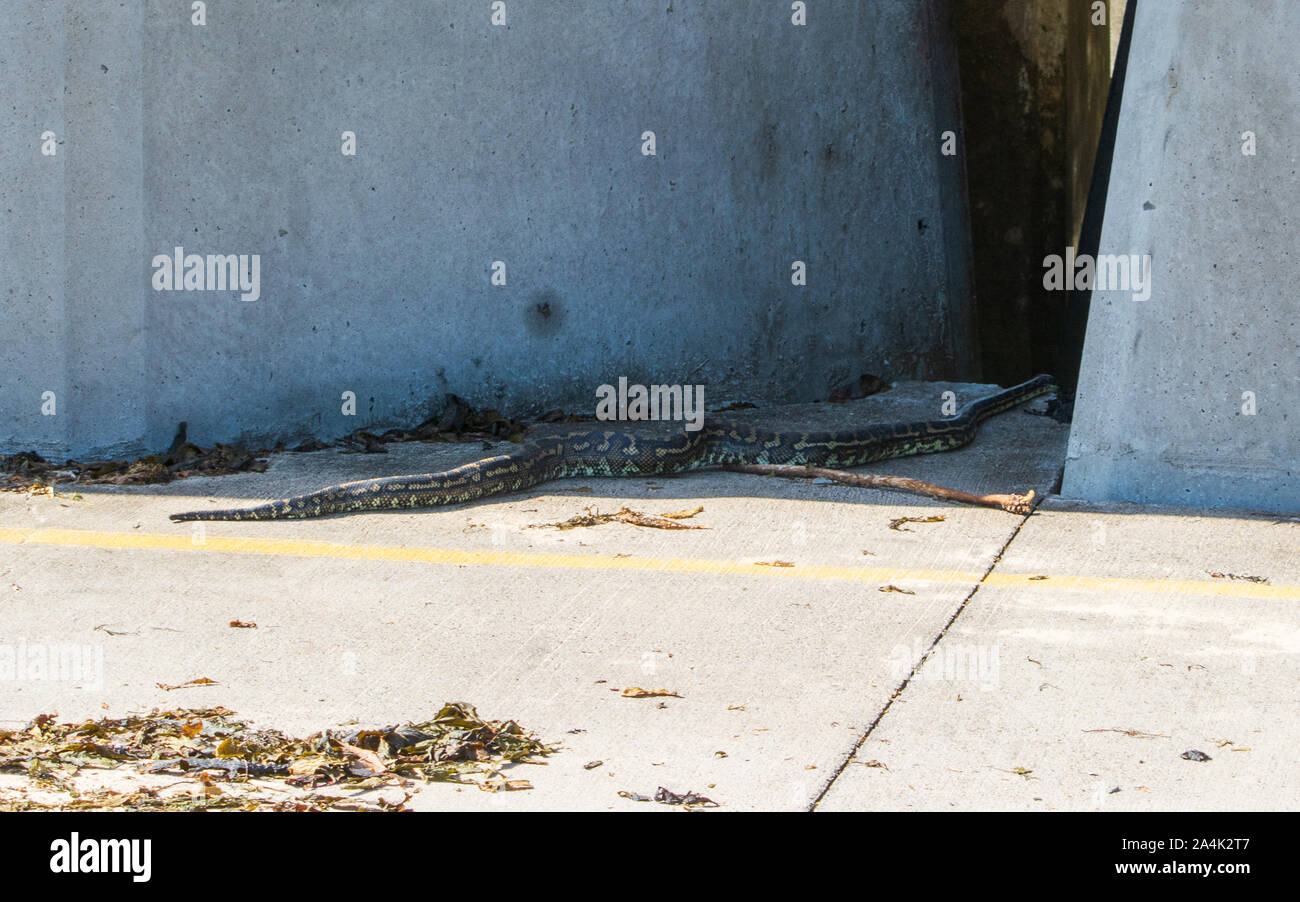 A large snake stretched out as it slithered lazily back in-between the ...